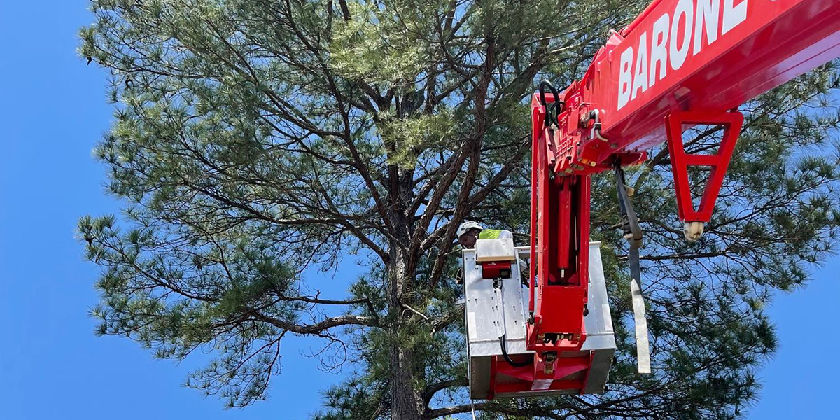 Why Is Pruning Important for Trees? | Benefits of Pruning Why Is Pruning Important for Trees? | Benefits of Pruning